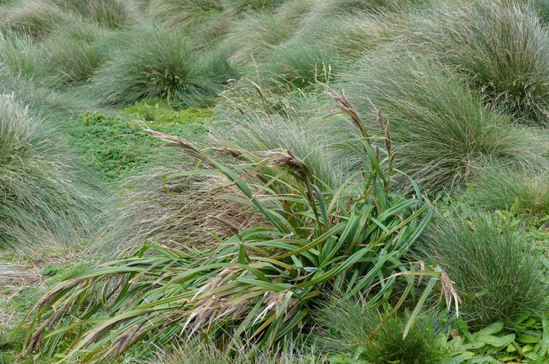 Carex trifida • New Zealand Plant Conservation Network