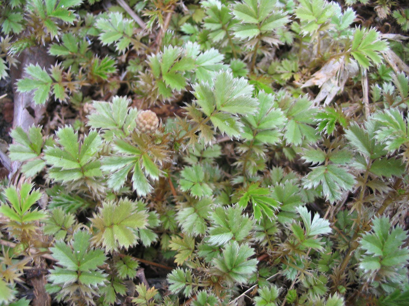 Acaena anserinifolia • New Zealand Plant Conservation Network