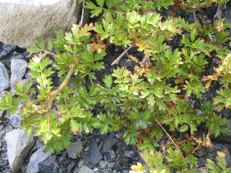 Acaena glabra • New Zealand Plant Conservation Network
