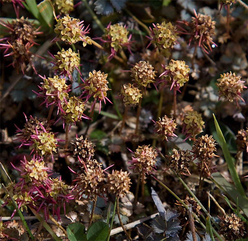 Acaena inermis • New Zealand Plant Conservation Network
