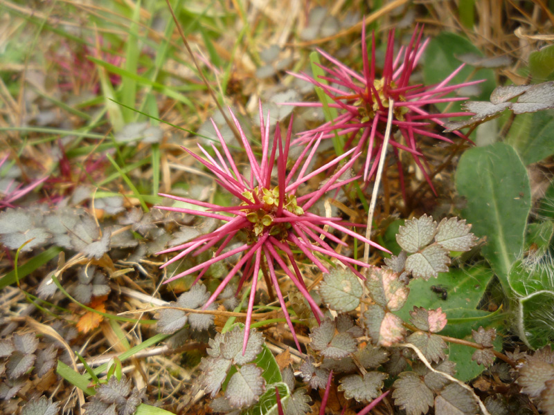 Acaena inermis • New Zealand Plant Conservation Network