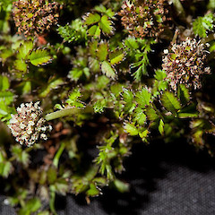 Acaena microphylla var. microphylla • New Zealand Plant Conservation ...