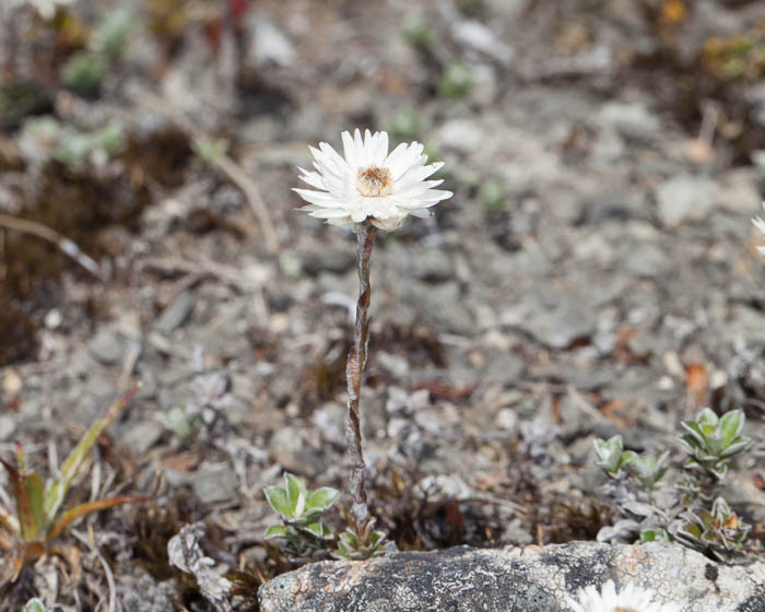 Anaphalioides alpina • New Zealand Plant Conservation Network