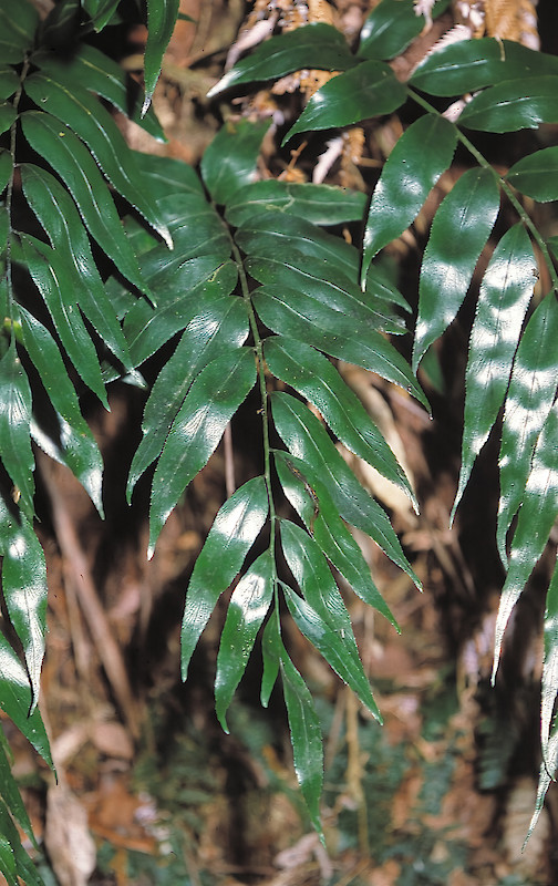 Asplenium oblongifolium • New Zealand Plant Conservation Network
