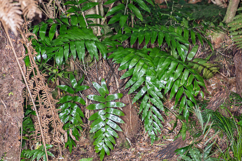 Asplenium oblongifolium • New Zealand Plant Conservation Network