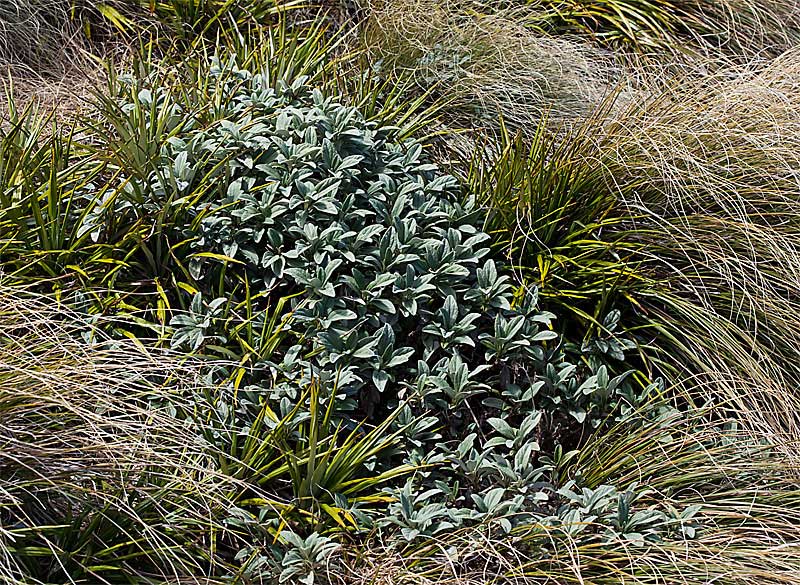 Brachyglottis revoluta • New Zealand Plant Conservation Network