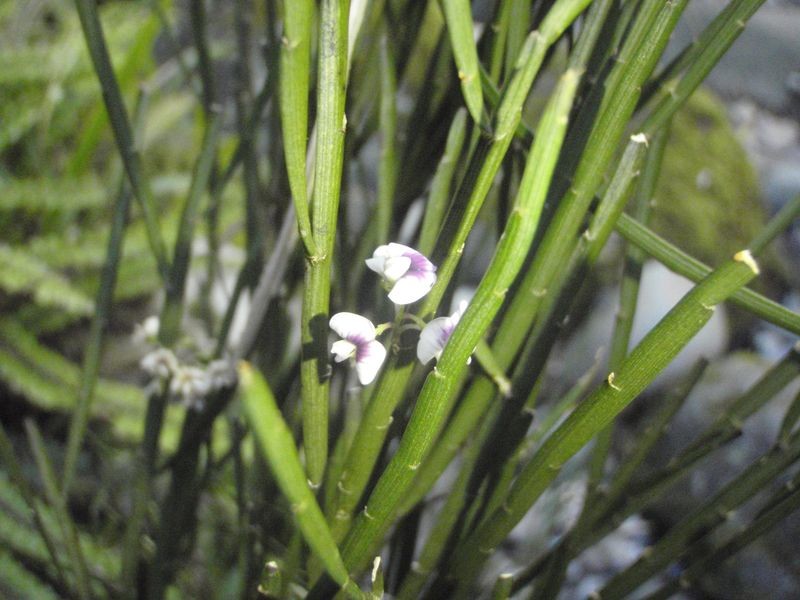Carmichaelia australis • New Zealand Plant Conservation Network