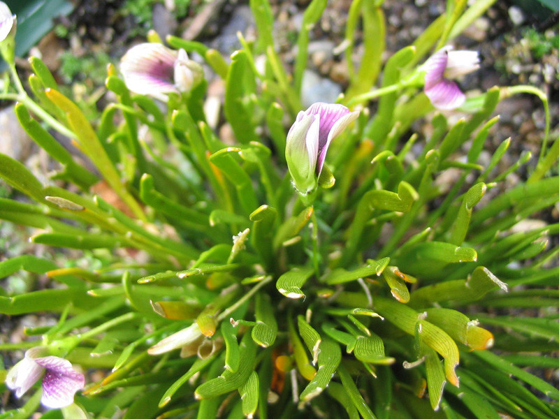 Carmichaelia corrugata • New Zealand Plant Conservation Network