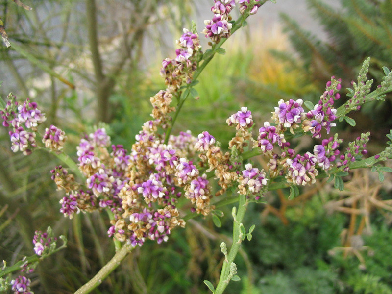 Carmichaelia odorata • New Zealand Plant Conservation Network
