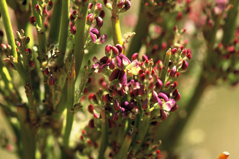 Carmichaelia petriei • New Zealand Plant Conservation Network