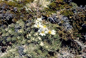 Celmisia argentea • New Zealand Plant Conservation Network
