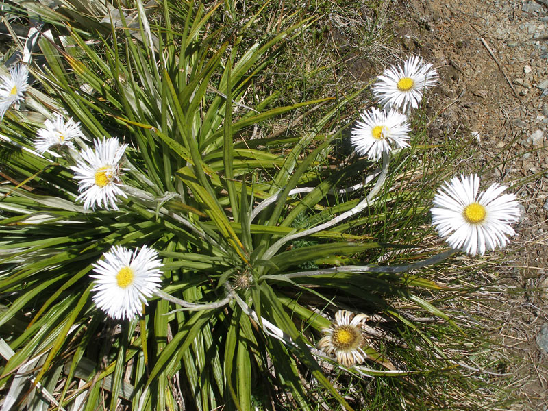 Celmisia armstrongii • New Zealand Plant Conservation Network