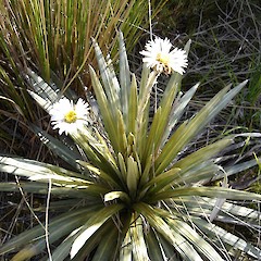 Celmisia armstrongii • New Zealand Plant Conservation Network