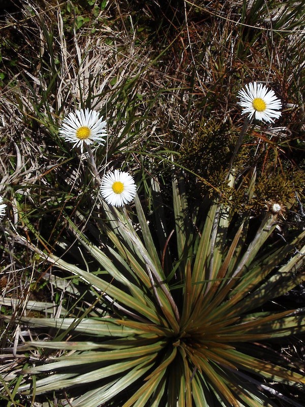 Celmisia armstrongii • New Zealand Plant Conservation Network