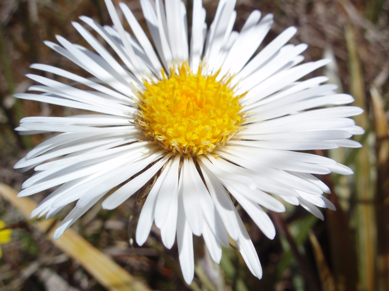Celmisia armstrongii • New Zealand Plant Conservation Network