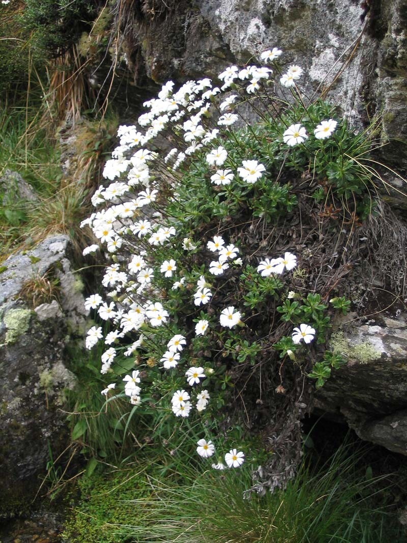 Celmisia brevifolia • New Zealand Plant Conservation Network