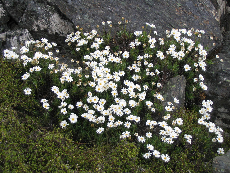 Celmisia brevifolia • New Zealand Plant Conservation Network