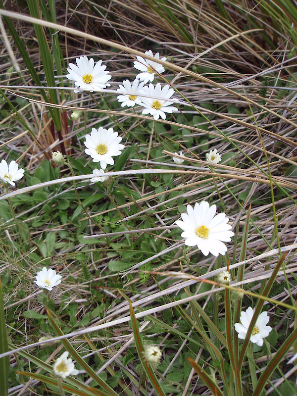 Celmisia glandulosa var. glandulosa • New Zealand Plant Conservation ...