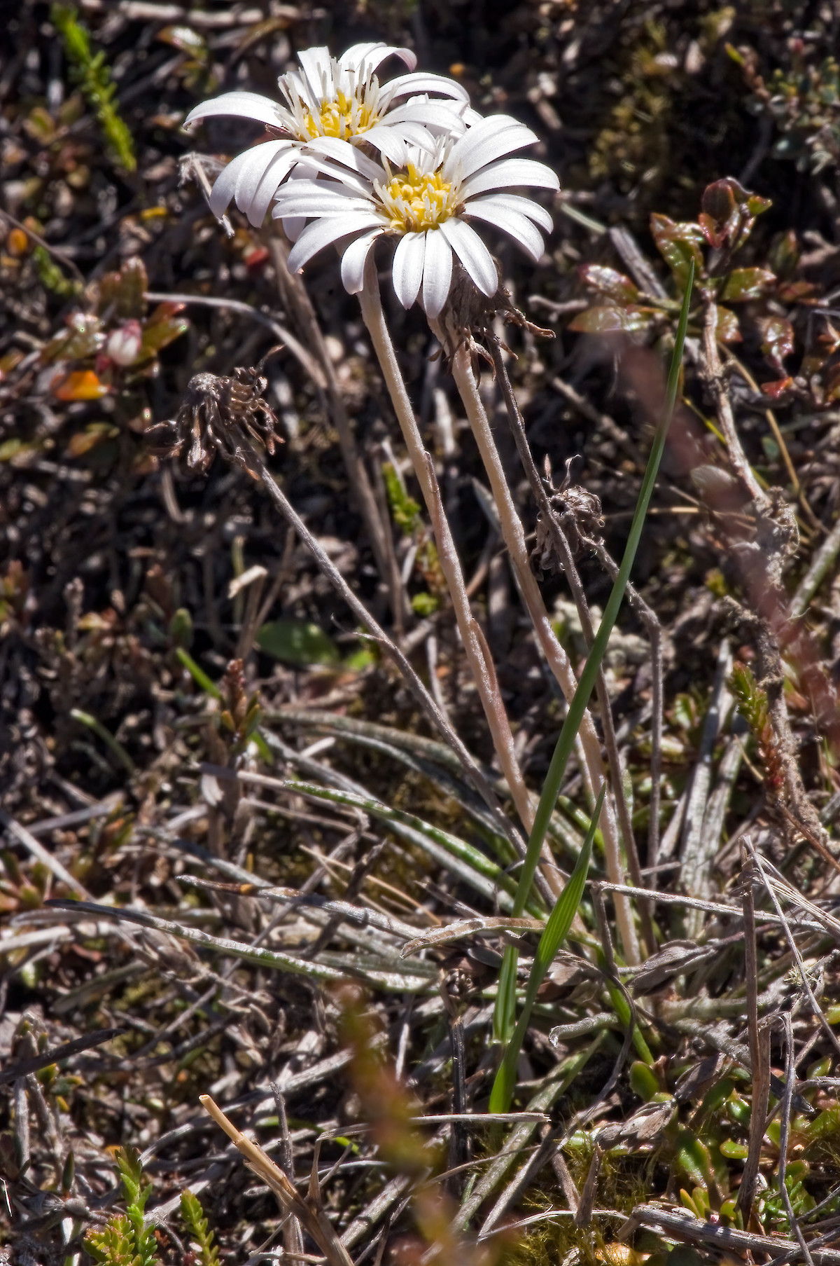 Celmisia gracilenta • New Zealand Plant Conservation Network