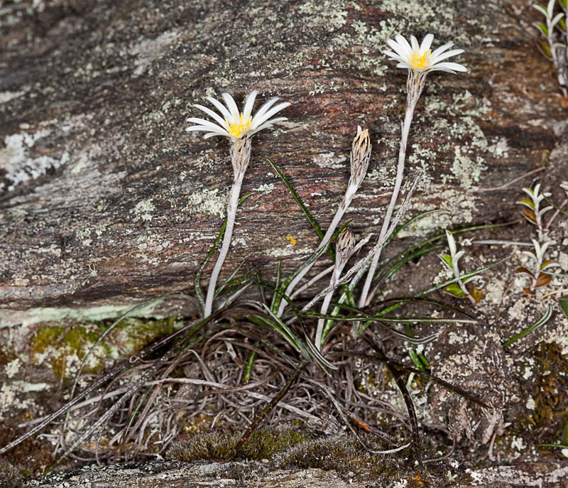 Celmisia gracilenta • New Zealand Plant Conservation Network