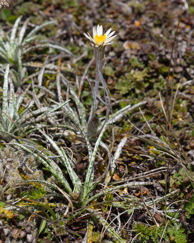 Celmisia gracilenta • New Zealand Plant Conservation Network
