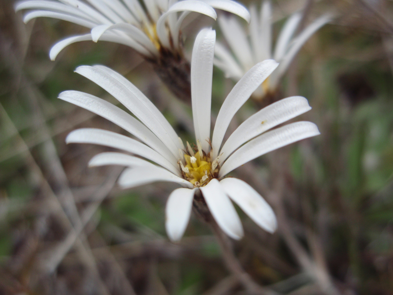 Celmisia gracilenta • New Zealand Plant Conservation Network