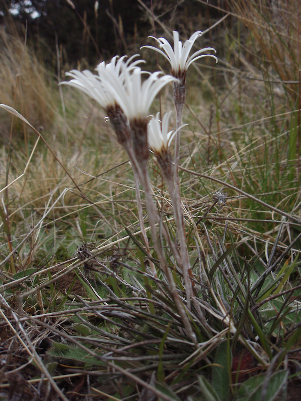 Celmisia gracilenta • New Zealand Plant Conservation Network