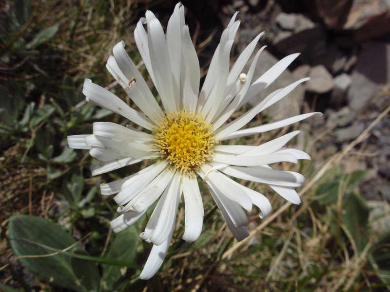 Celmisia haastii var. haastii • New Zealand Plant Conservation Network