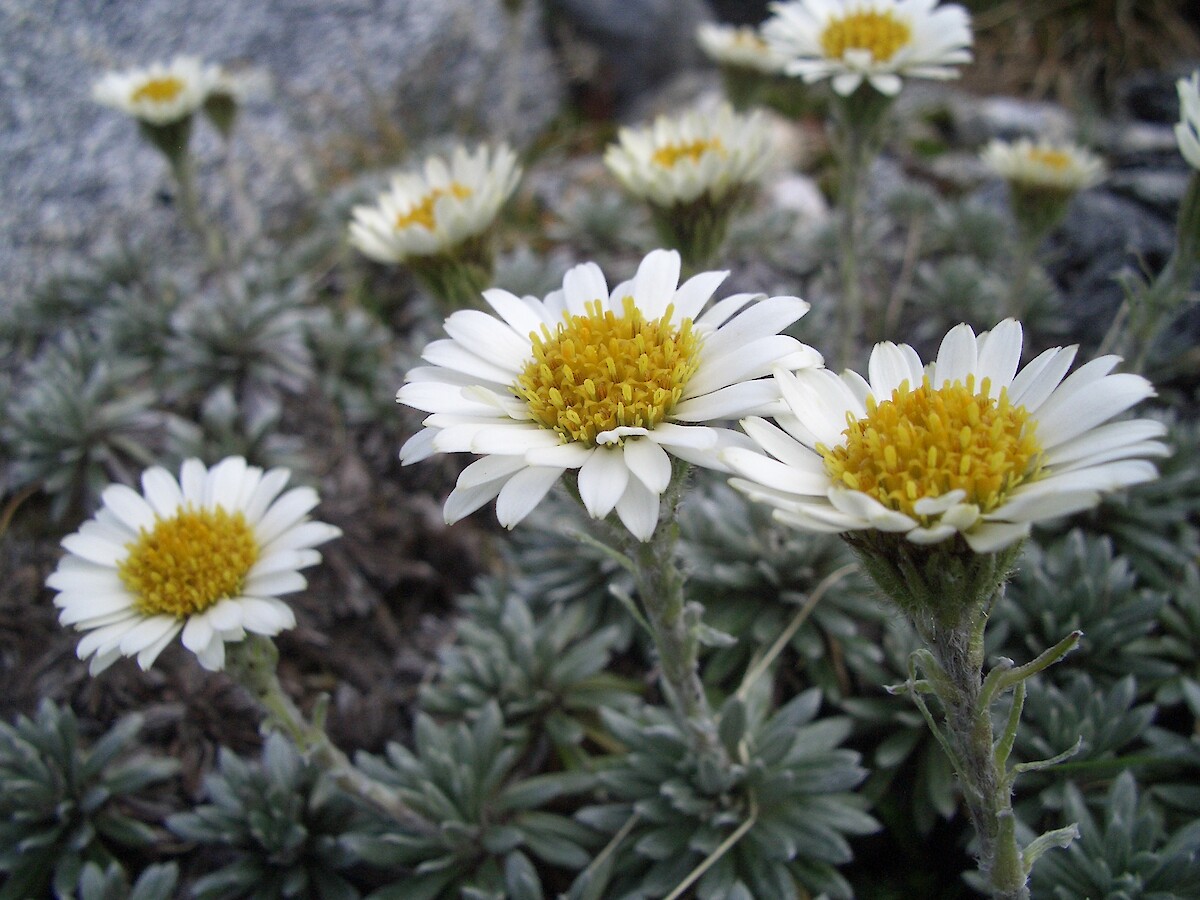Celmisia hectorii • New Zealand Plant Conservation Network