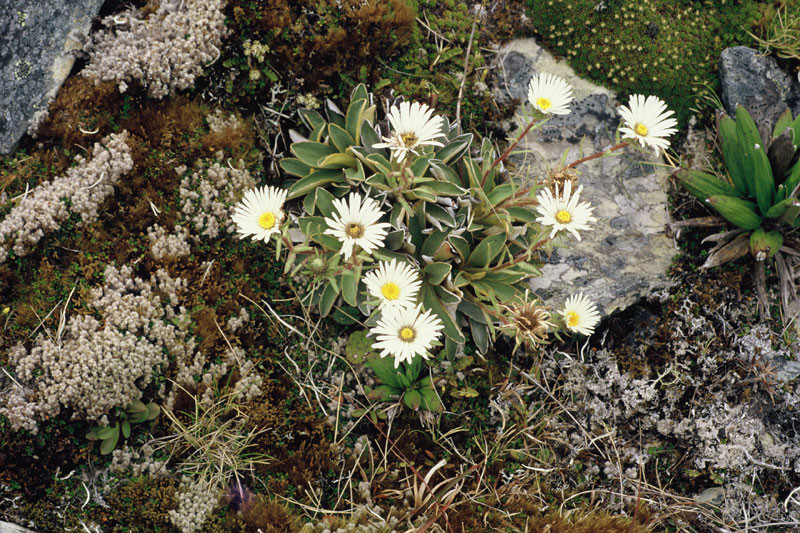 Celmisia hieraciifolia var. oblonga • New Zealand Plant Conservation ...