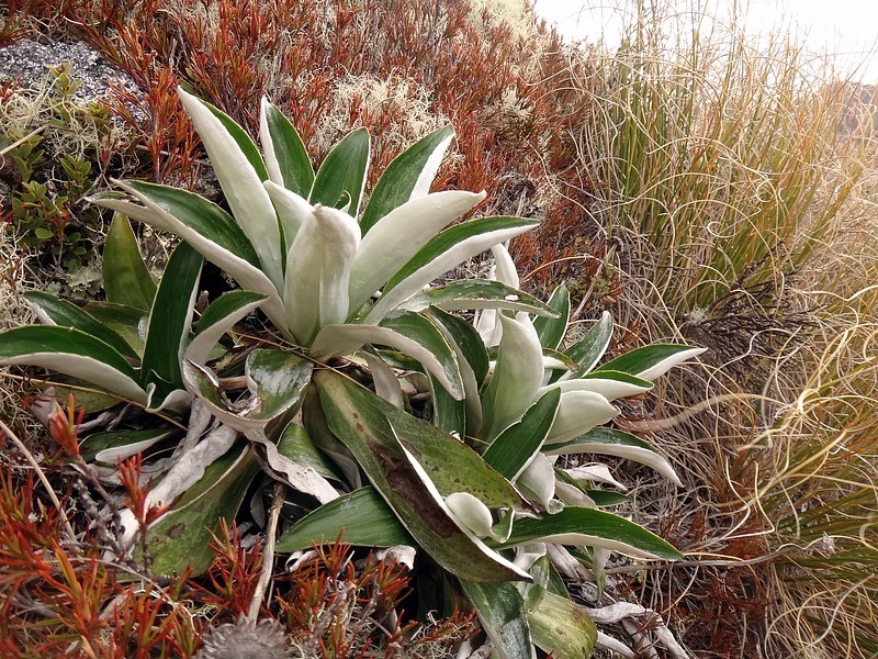 Celmisia holosericea • New Zealand Plant Conservation Network