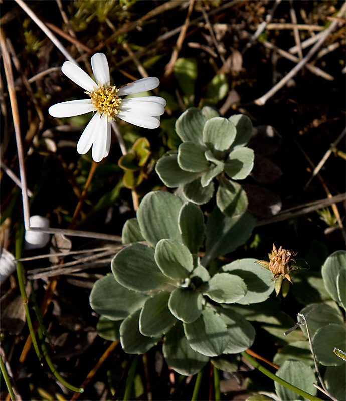Celmisia discolor • New Zealand Plant Conservation Network