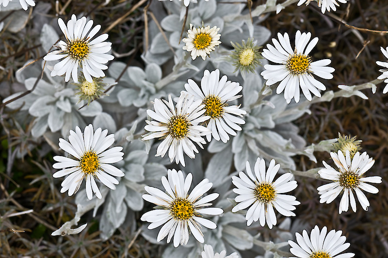 Celmisia incana • New Zealand Plant Conservation Network