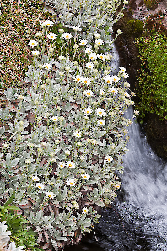 Celmisia incana • New Zealand Plant Conservation Network
