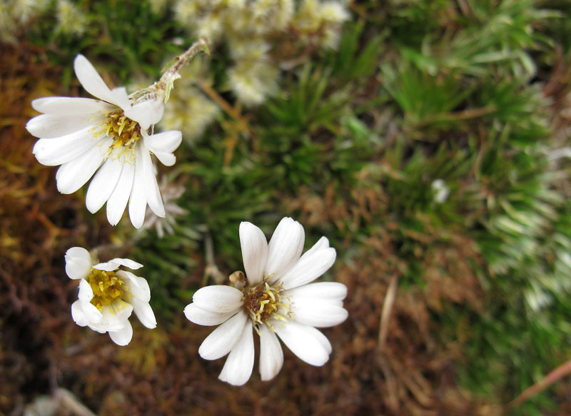 Celmisia laricifolia • New Zealand Plant Conservation Network