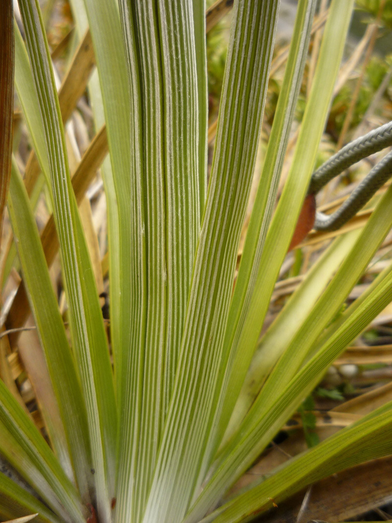 Celmisia lyallii • New Zealand Plant Conservation Network