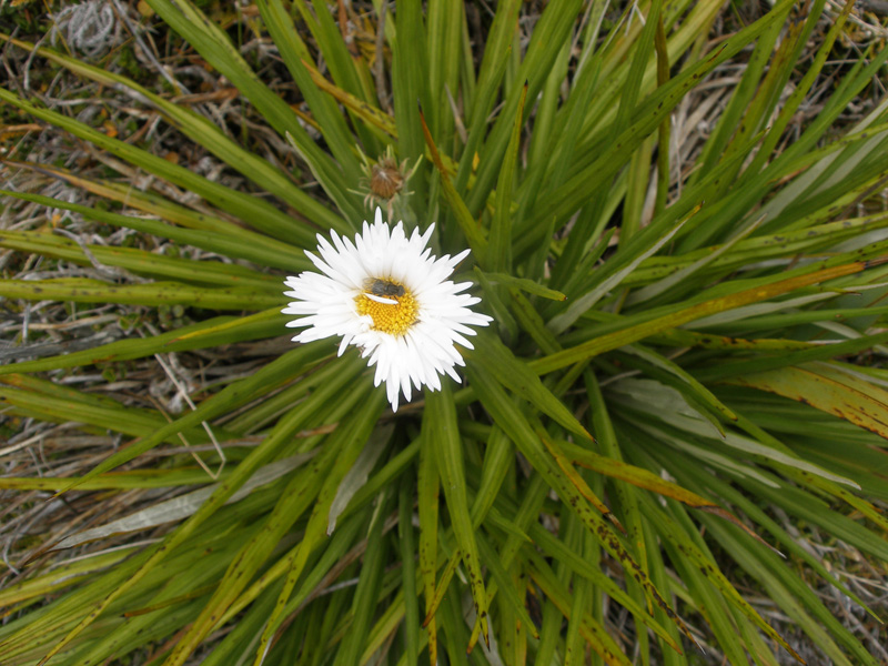 Celmisia petriei • New Zealand Plant Conservation Network