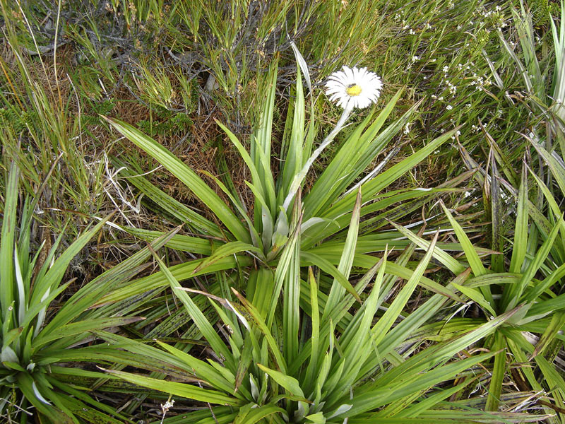Celmisia petriei • New Zealand Plant Conservation Network