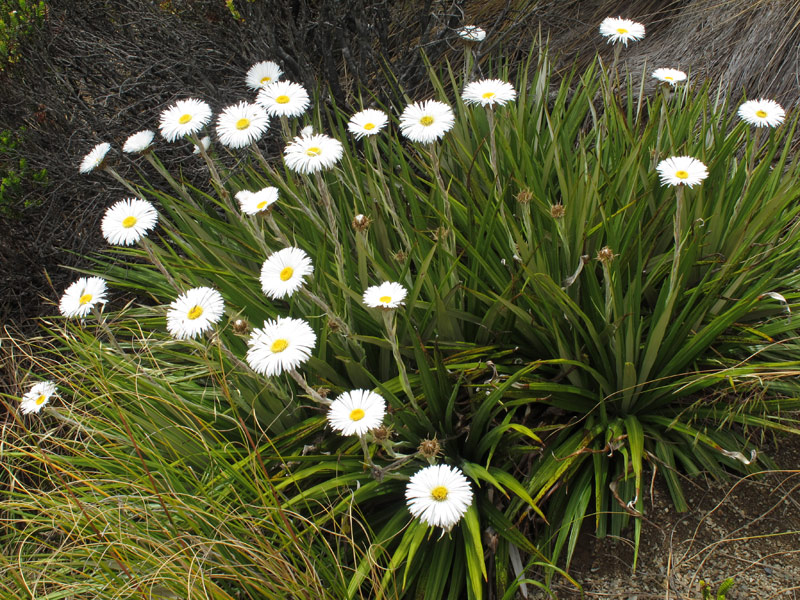 Celmisia petriei • New Zealand Plant Conservation Network