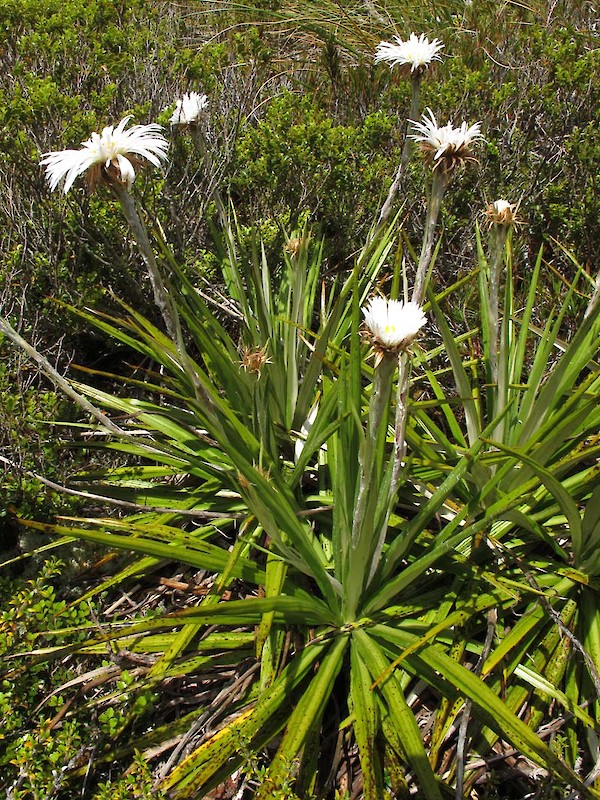 Celmisia petriei • New Zealand Plant Conservation Network