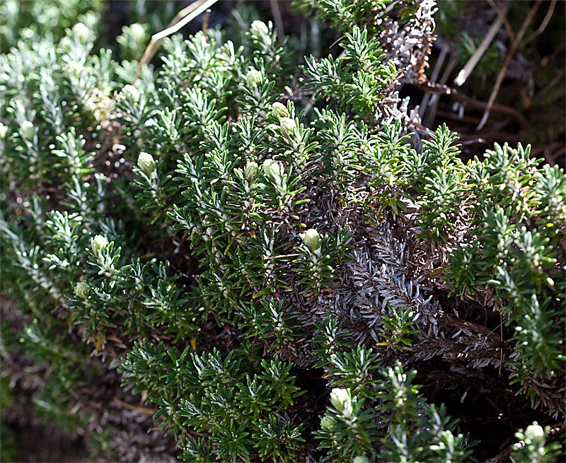 Celmisia ramulosa var. ramulosa • New Zealand Plant Conservation Network