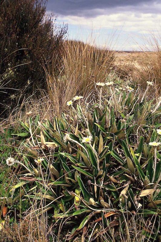 Celmisia spectabilis subsp. spectabilis • New Zealand Plant ...