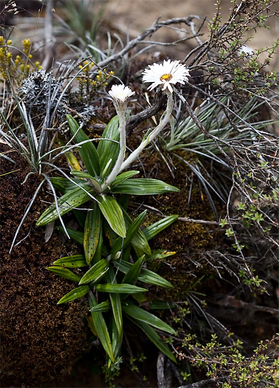 Celmisia spectabilis subsp. spectabilis • New Zealand Plant ...