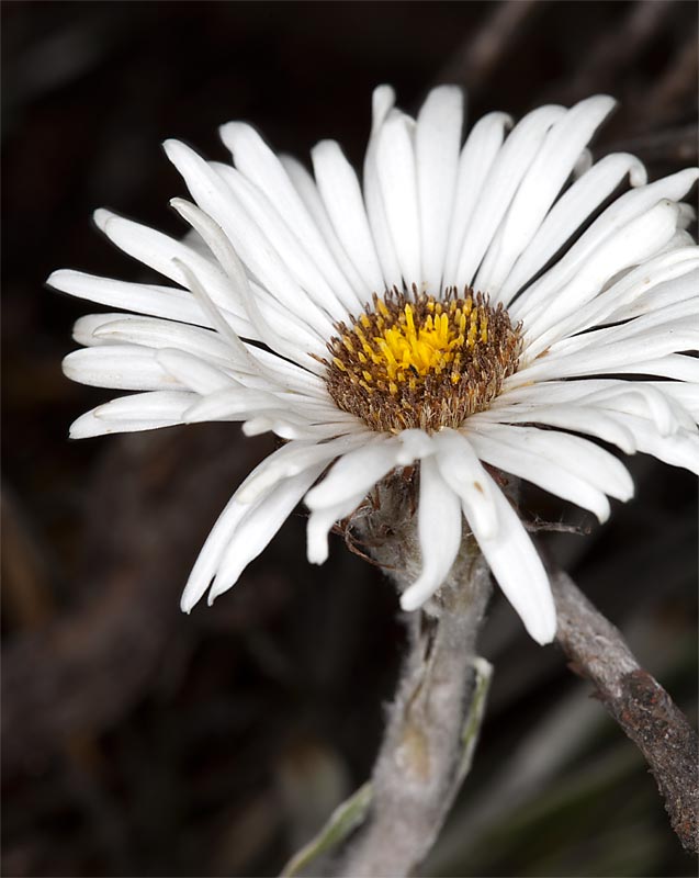 Celmisia spectabilis subsp. spectabilis • New Zealand Plant ...