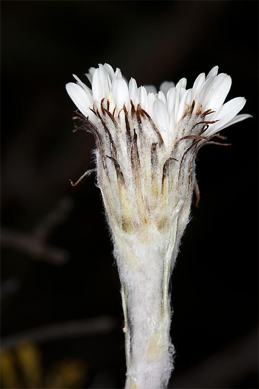 Celmisia spectabilis subsp. spectabilis • New Zealand Plant ...