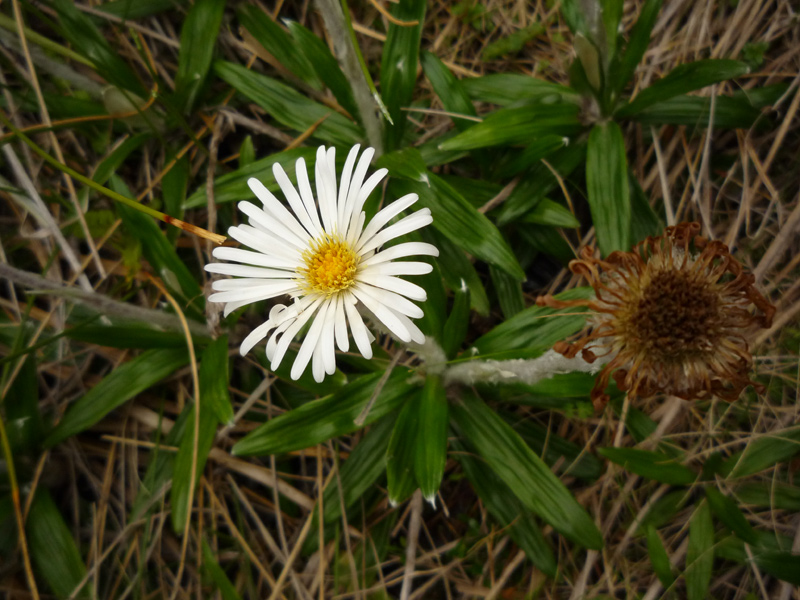 Celmisia spectabilis subsp. spectabilis • New Zealand Plant ...