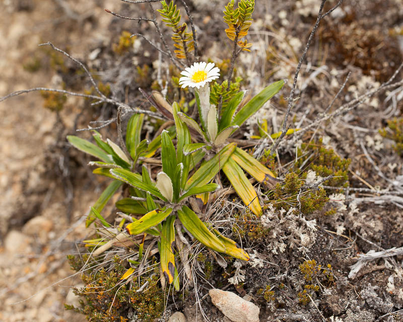 Celmisia spectabilis subsp. spectabilis • New Zealand Plant ...