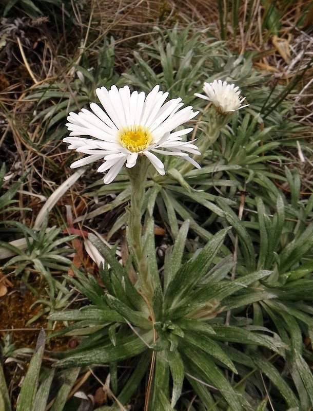 Celmisia viscosa • New Zealand Plant Conservation Network