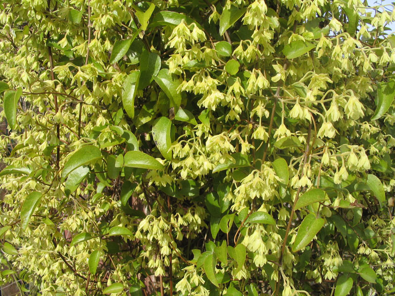 Clematis foetida • New Zealand Plant Conservation Network
