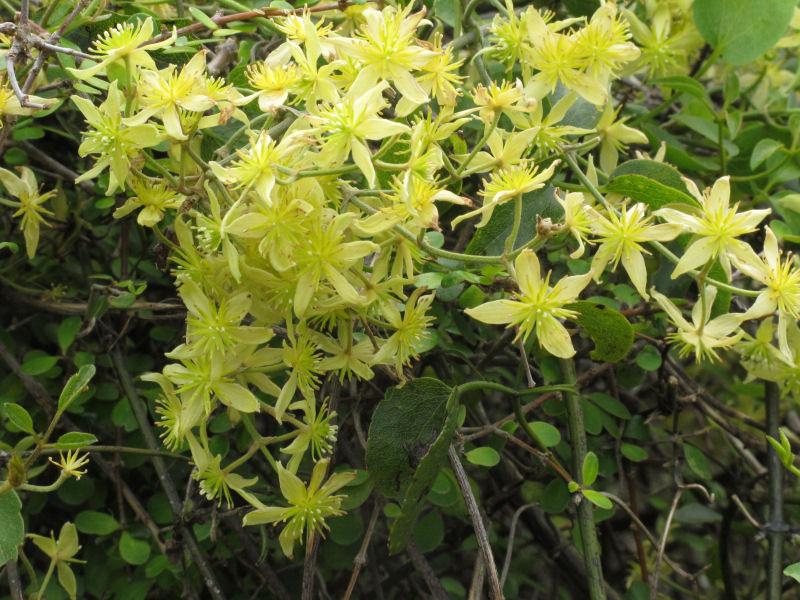 Clematis foetida • New Zealand Plant Conservation Network